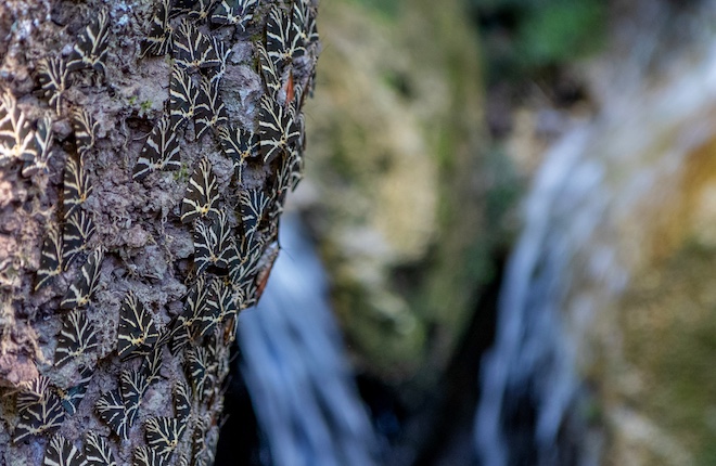 Vlindervallei Rhodos - Petaloudes excursies - Griekenland.net